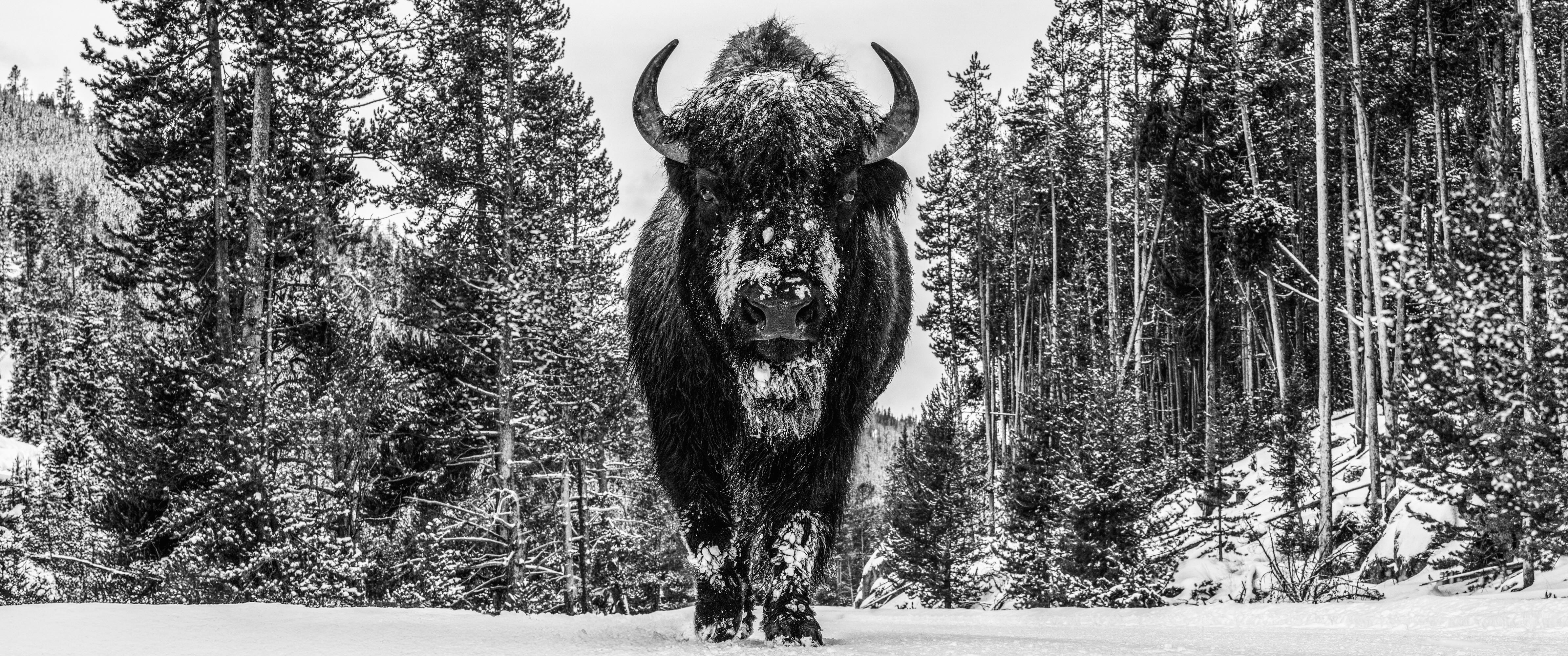 A WALK IN THE WOODS | David Yarrow | Yellowstone Buffalo | Sorrel Sky ...