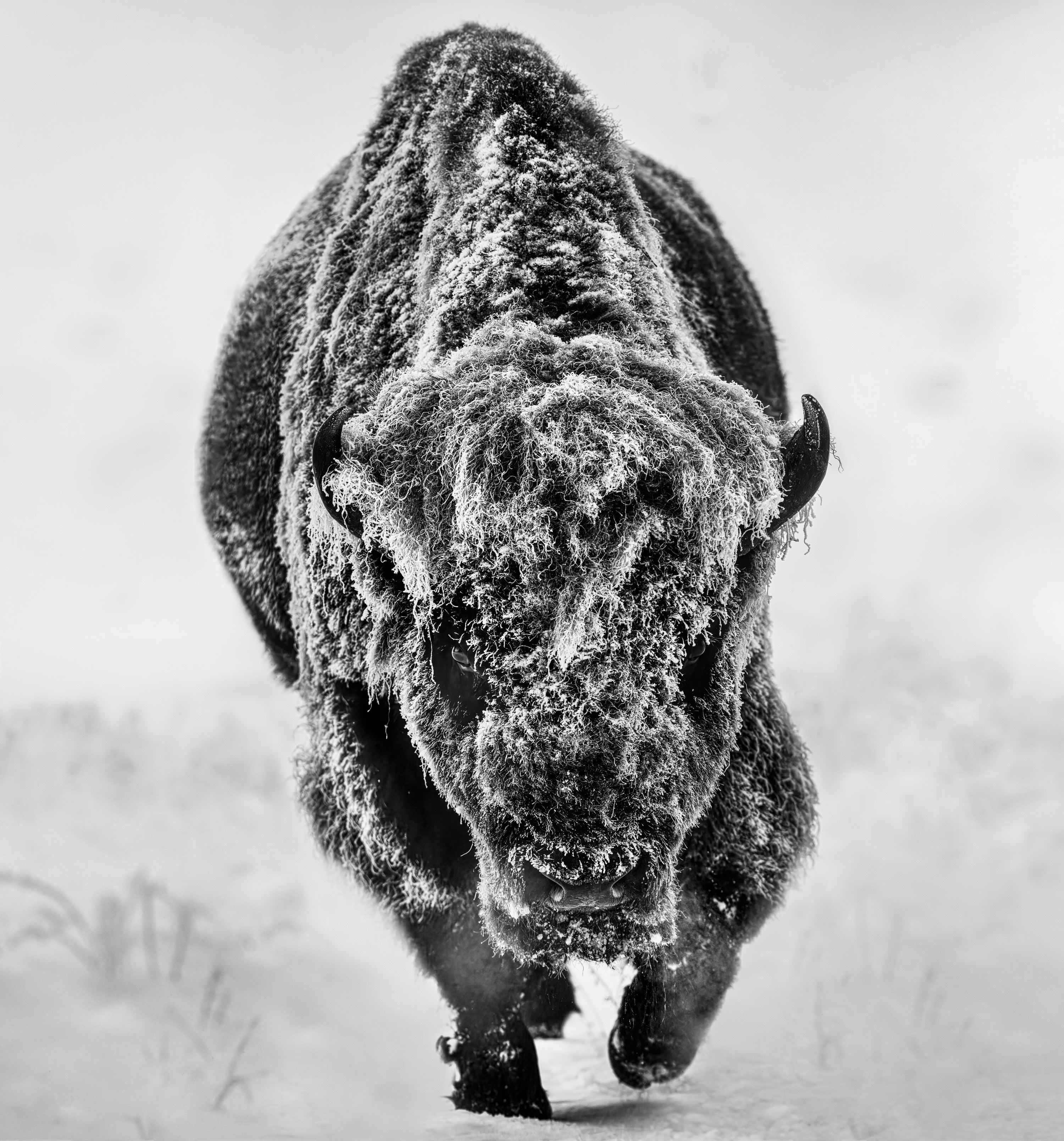 AMERICAN PRIMEVAL | Yellowstone Buffalo | David Yarrow | Sorrel Sky ...