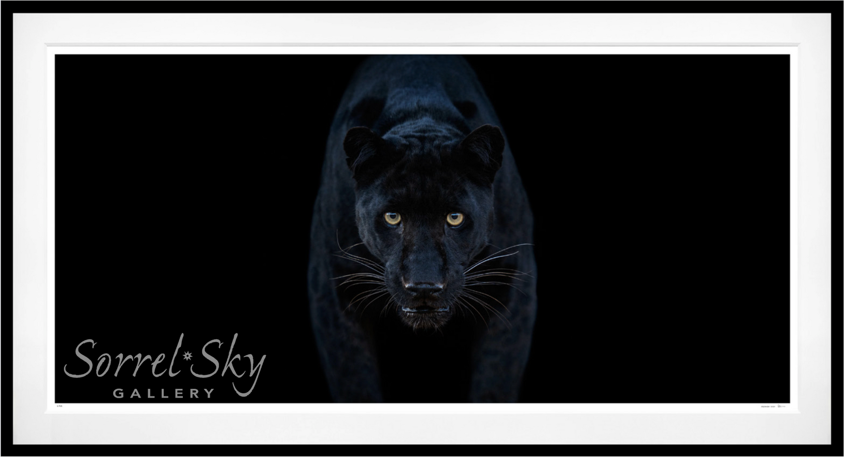 Black Magic - Colour | David Yarrow | Sorrel Sky Gallery