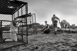 Cara Cigar | David Yarrow | Cara Delevingne | Sorrel Sky Gallery
