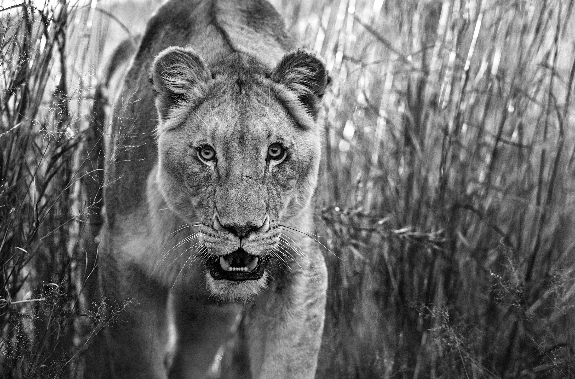 Designated Survivor | David Yarrow | Sorrel Sky Gallery | Lion