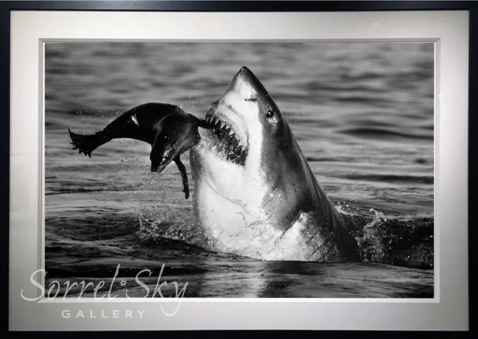 Wildlife and Animals | Sorrel Sky Gallery | David Yarrow | Santa Fe