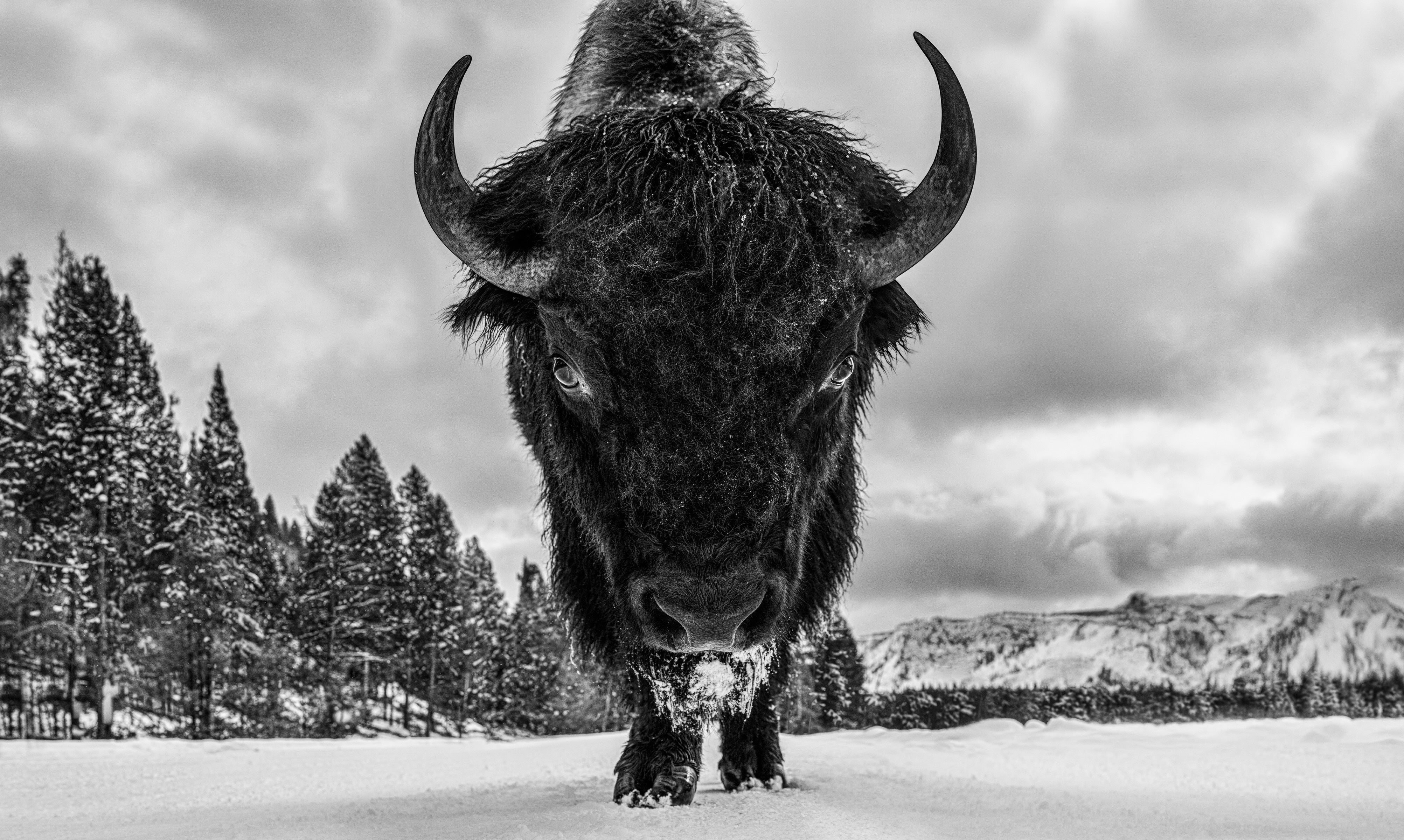 ROAD RAGE | Yellowstone | Buffalo | David Yarrow | Sorrel Sky Gallery