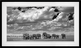 The Waterboys | David Yarrow Photography | Sorrel Sky Gallery