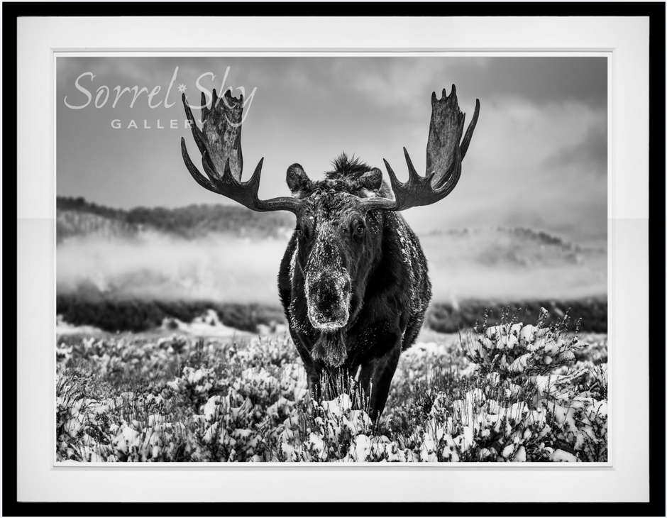 Art Gallery | Durango | Santa Fe | David Yarrow | Kevin Red Star ...