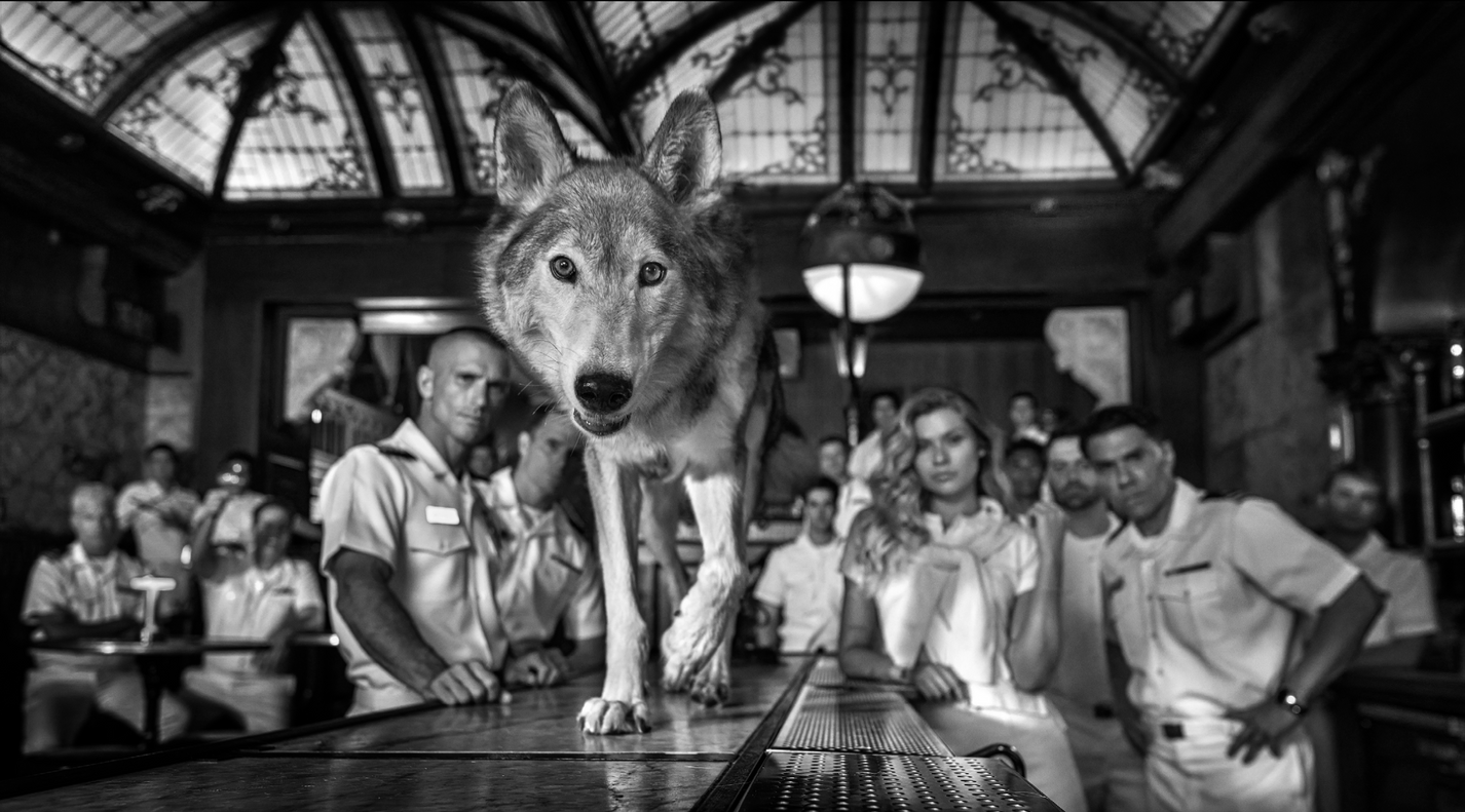 Top Gun | David Yarrow | – Sorrel Sky Gallery