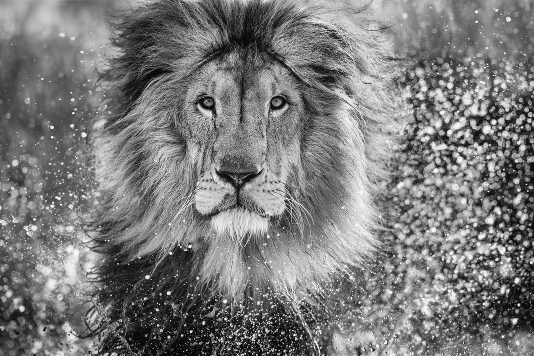 New Releases ~ David Yarrow | Sorrel Sky Gallery | Yarrow Photography