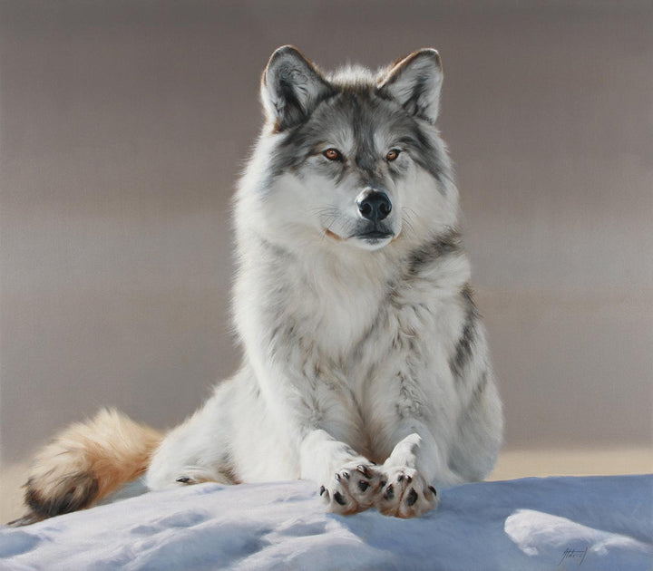 Art Gallery | Durango | Santa Fe | David Yarrow | Kevin Red Star ...