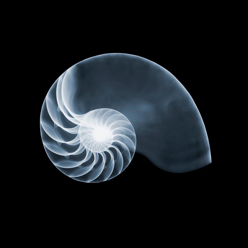 Shell v2703 | Nick Veasey | Sorrel Sky Gallery