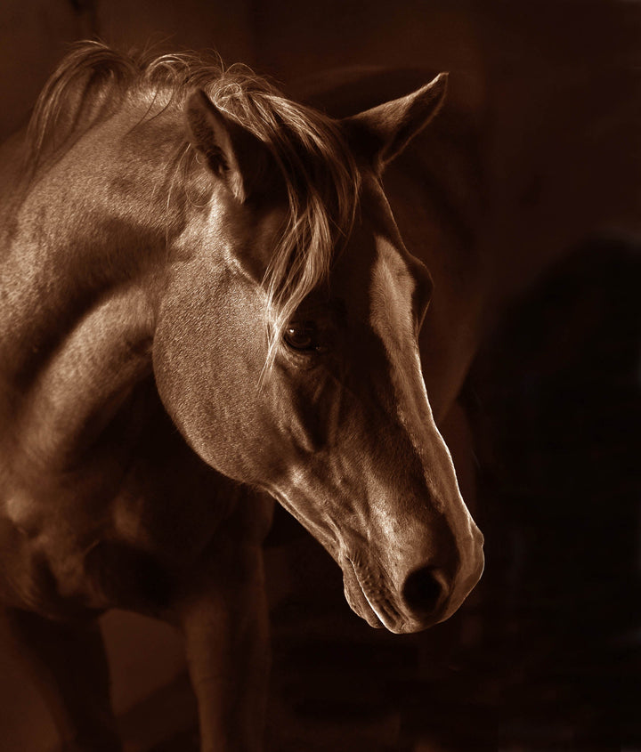 Tony Stromberg | Sorrel Sky Gallery | Santa Fe | David Yarrow