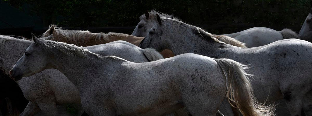 Tony Stromberg | Sorrel Sky Gallery | Santa Fe | David Yarrow